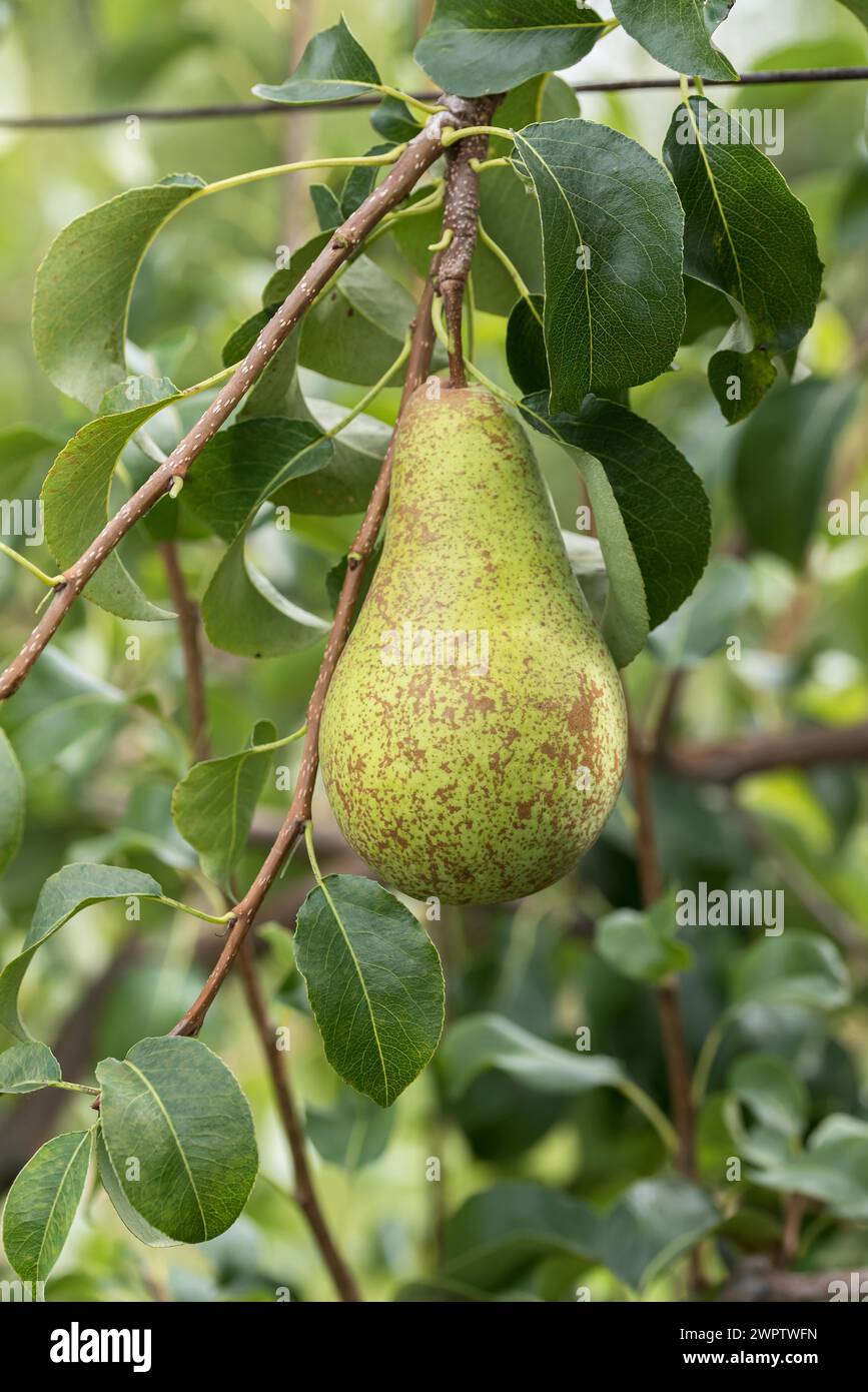 Pear (Pyrus communis 'Concorde'), Cambridge Botanical Garden, Germany ...
