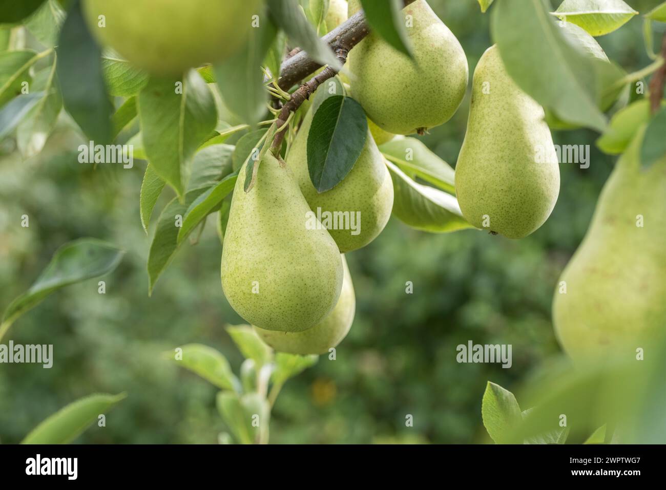 Pear (Pyrus communis 'Delwilmor'), Cambridge Botanical Garden, Germany ...