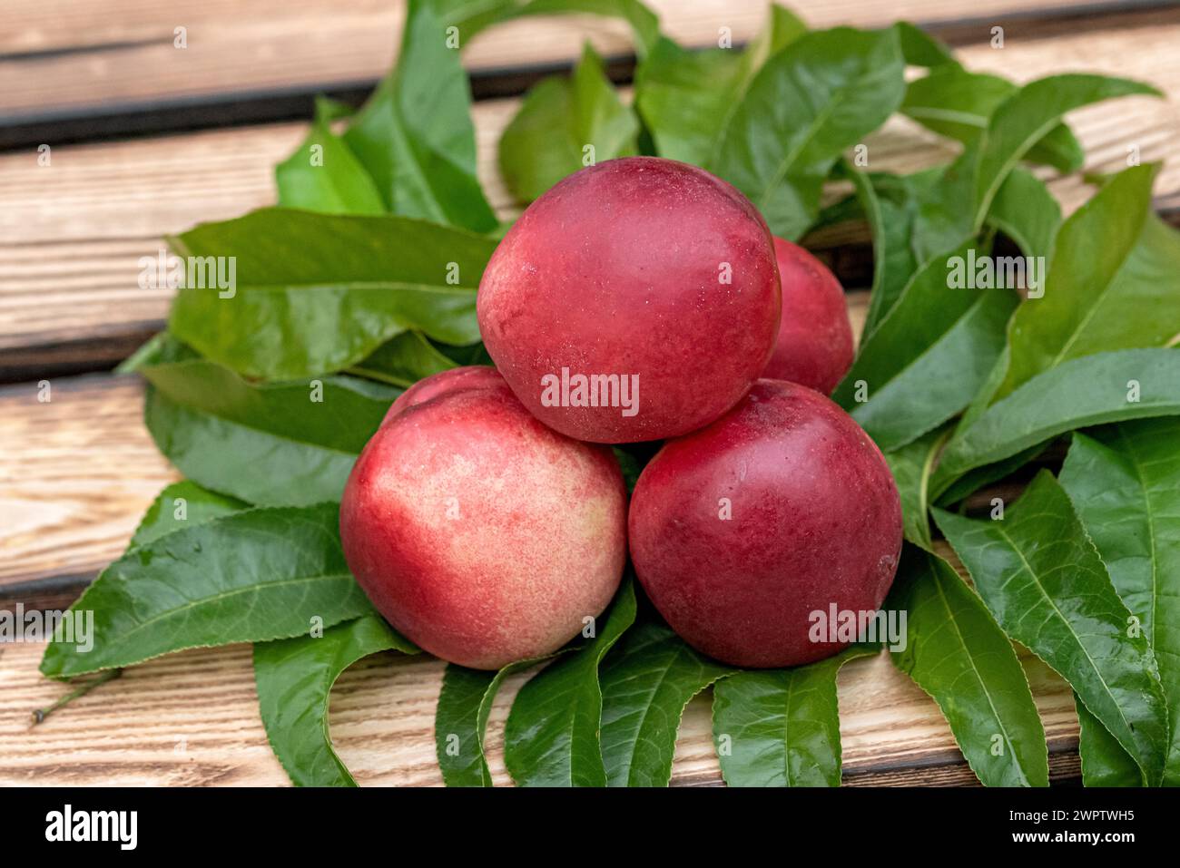 Nectarine (Prunus persica 'Snowdrop'), Cambridge Botanical Garden ...