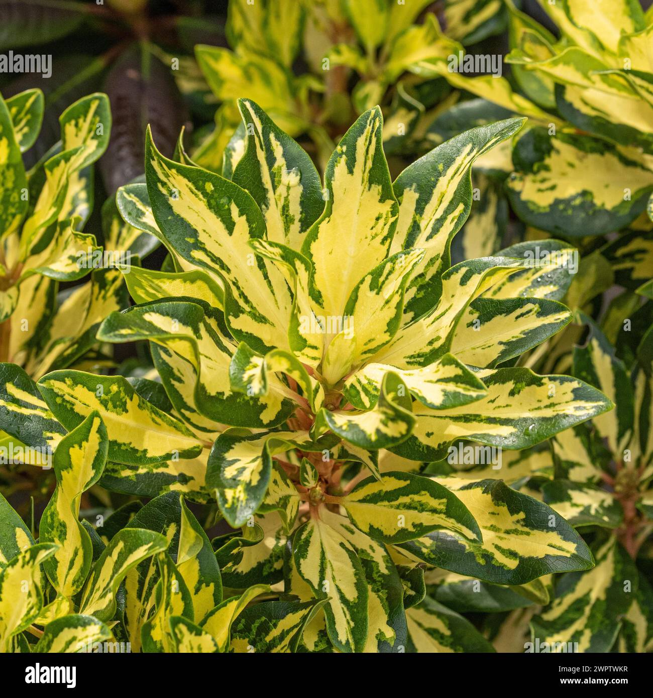 Rhododendron (Rhododendron 'Blattgold' MOULTEN GOLD), Cambridge ...