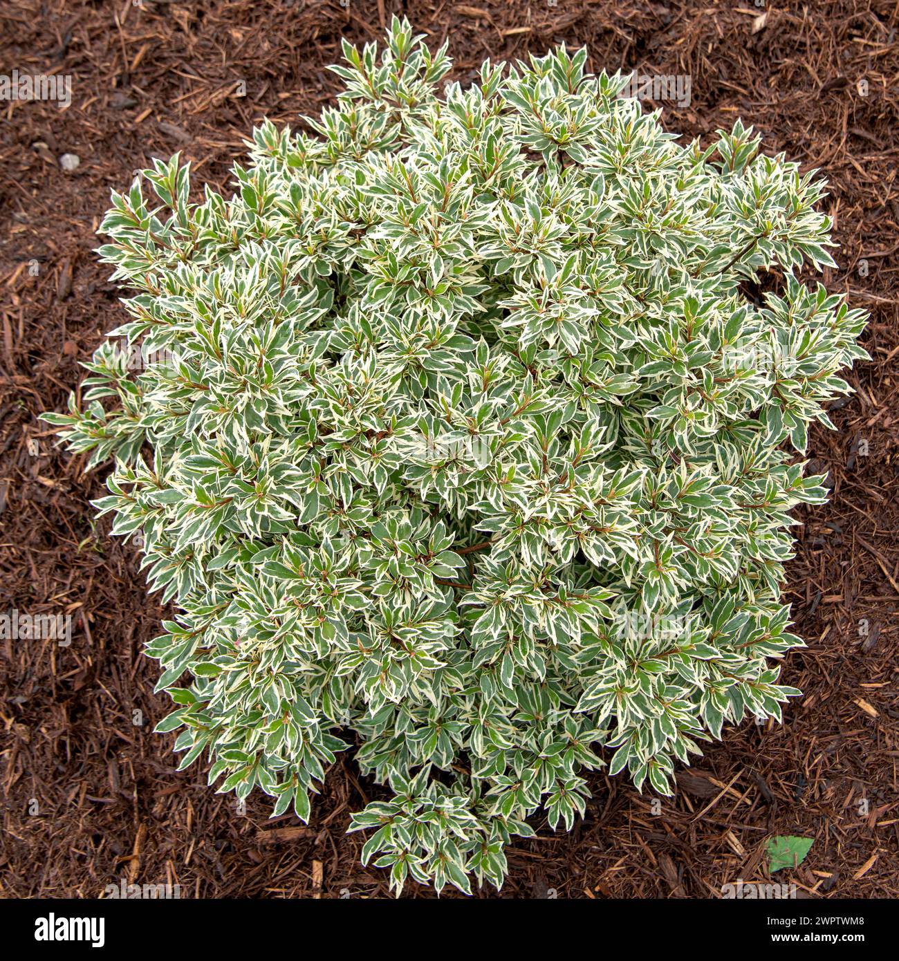White-coloured Japanese azalea (Rhododendron BOLLYWOOD), Cambridge ...