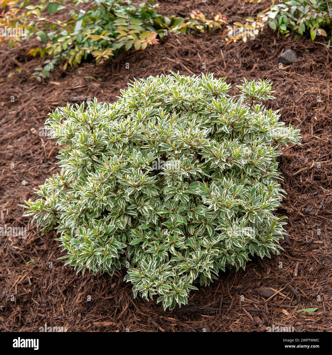 White-coloured Japanese azalea (Rhododendron BOLLYWOOD), Cambridge ...