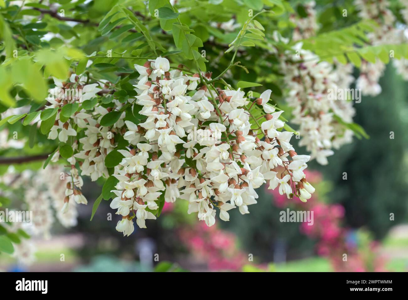 Robinia (Robinia pseudoacacia 'Bessoniana'), Cambridge Botanical Garden ...