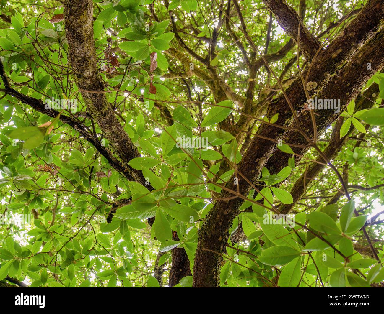 The intricate canopy of a Colombian oak tree, captured in a oak forest ...