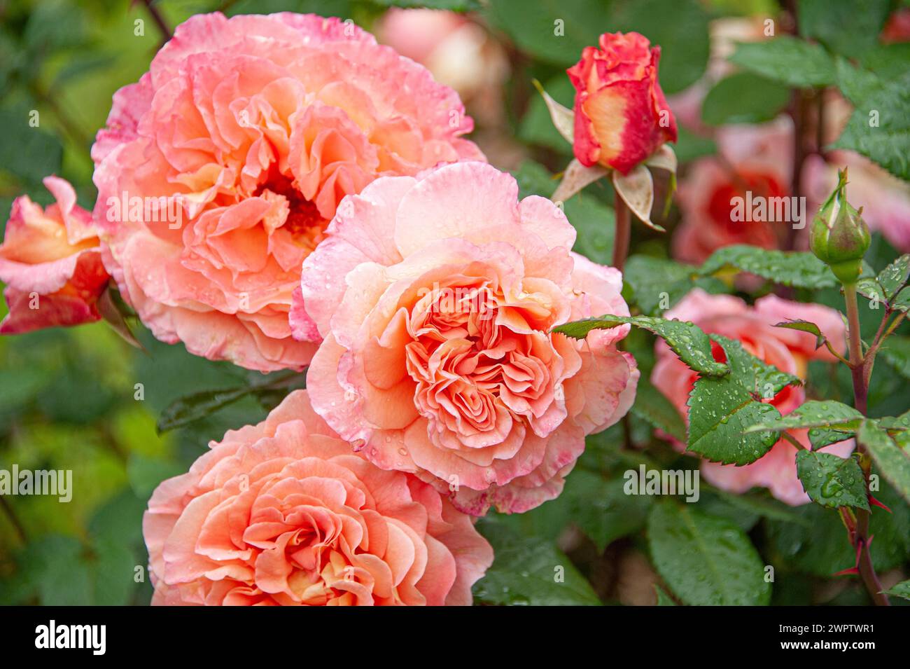 Noble rose (Rosa AUGUSTA LUISE), Cambridge Botanical Garden, Germany ...