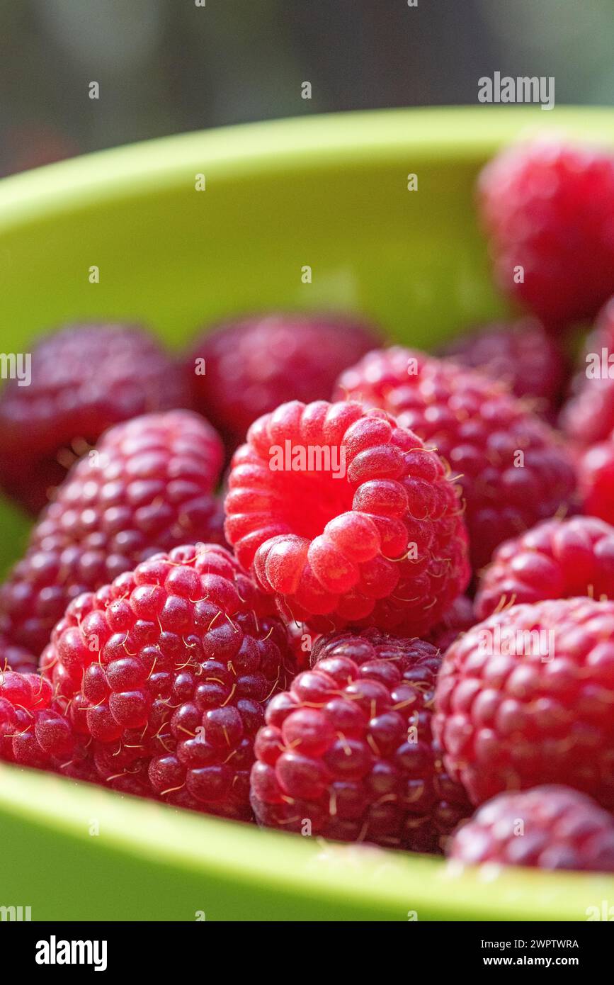 Autumn raspberry (Rubus idaeus 'Polka'), Cambridge Botanical Garden ...