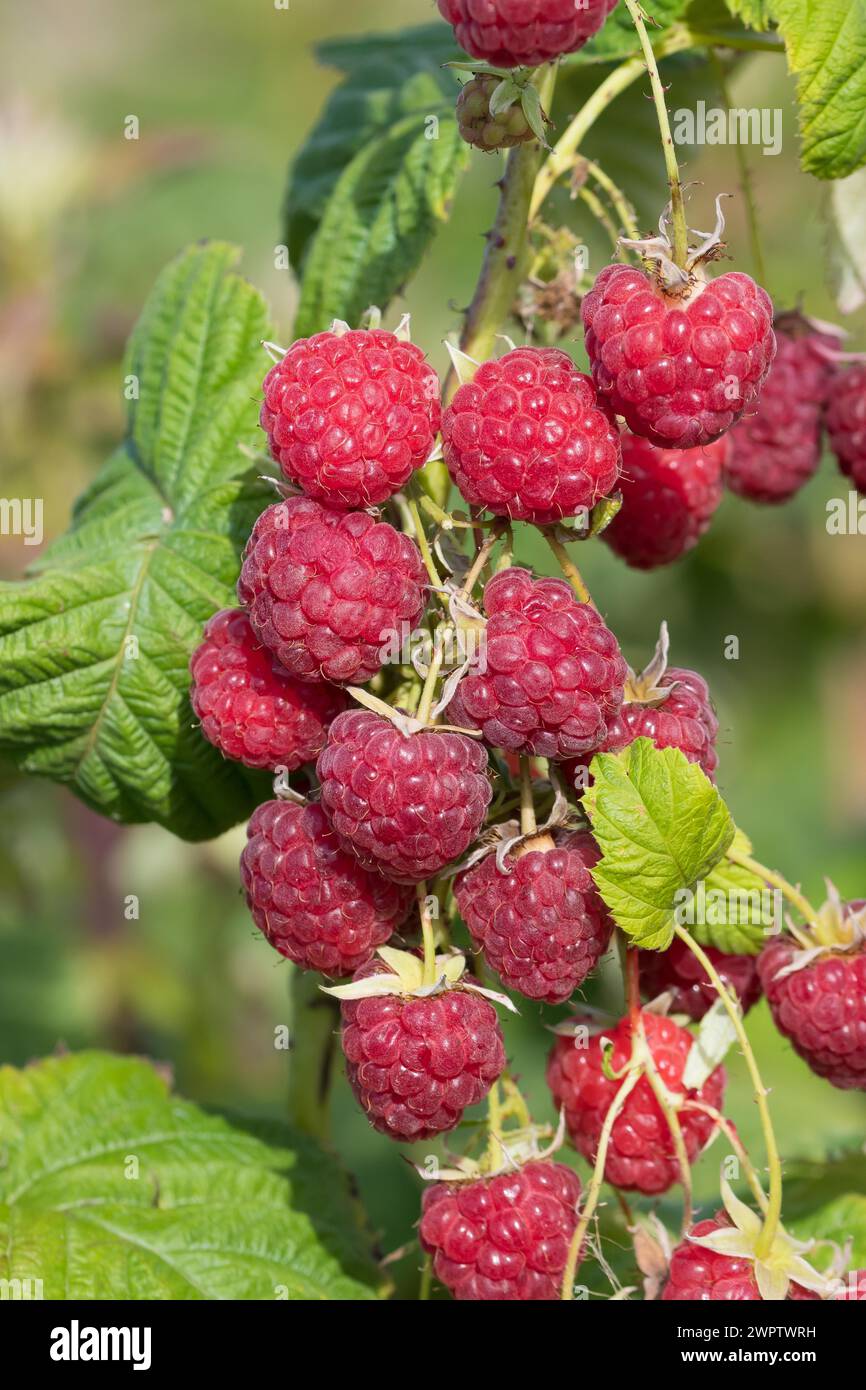 Raspberry (Rubus idaeus 'Sugana' TWOTIMER), Cambridge Botanical Garden ...