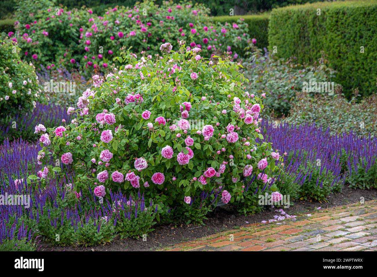 Shrub rose (Rosa 'Comte de Chambord'), Cambridge Botanical Garden ...