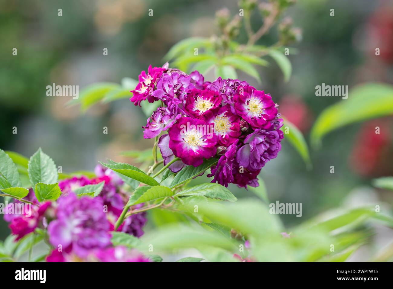 Rambler rose (Rosa PERENNIAL BLUE), Cambridge Botanical Garden, Germany ...