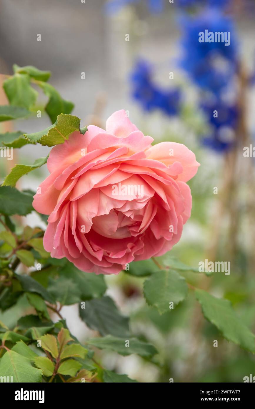 English rose (Rosa JUBILEE CELEBRATION), Cambridge Botanical Garden ...