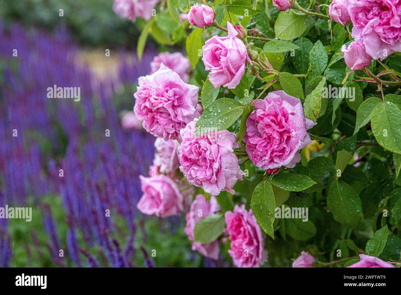 Shrub rose (Rosa 'Comte de Chambord'), Cambridge Botanical Garden ...