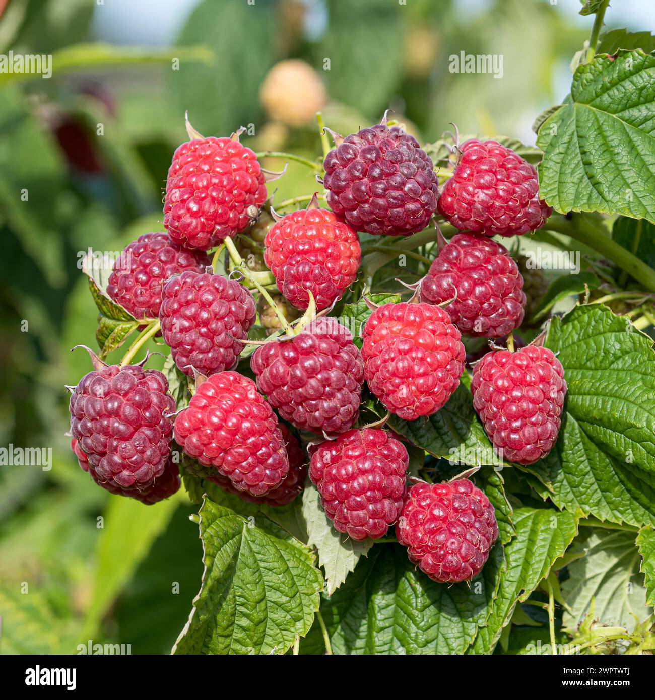 Rubus idaeus LITTLE SWEET SISTER, Cambridge Botanical Garden, Germany ...