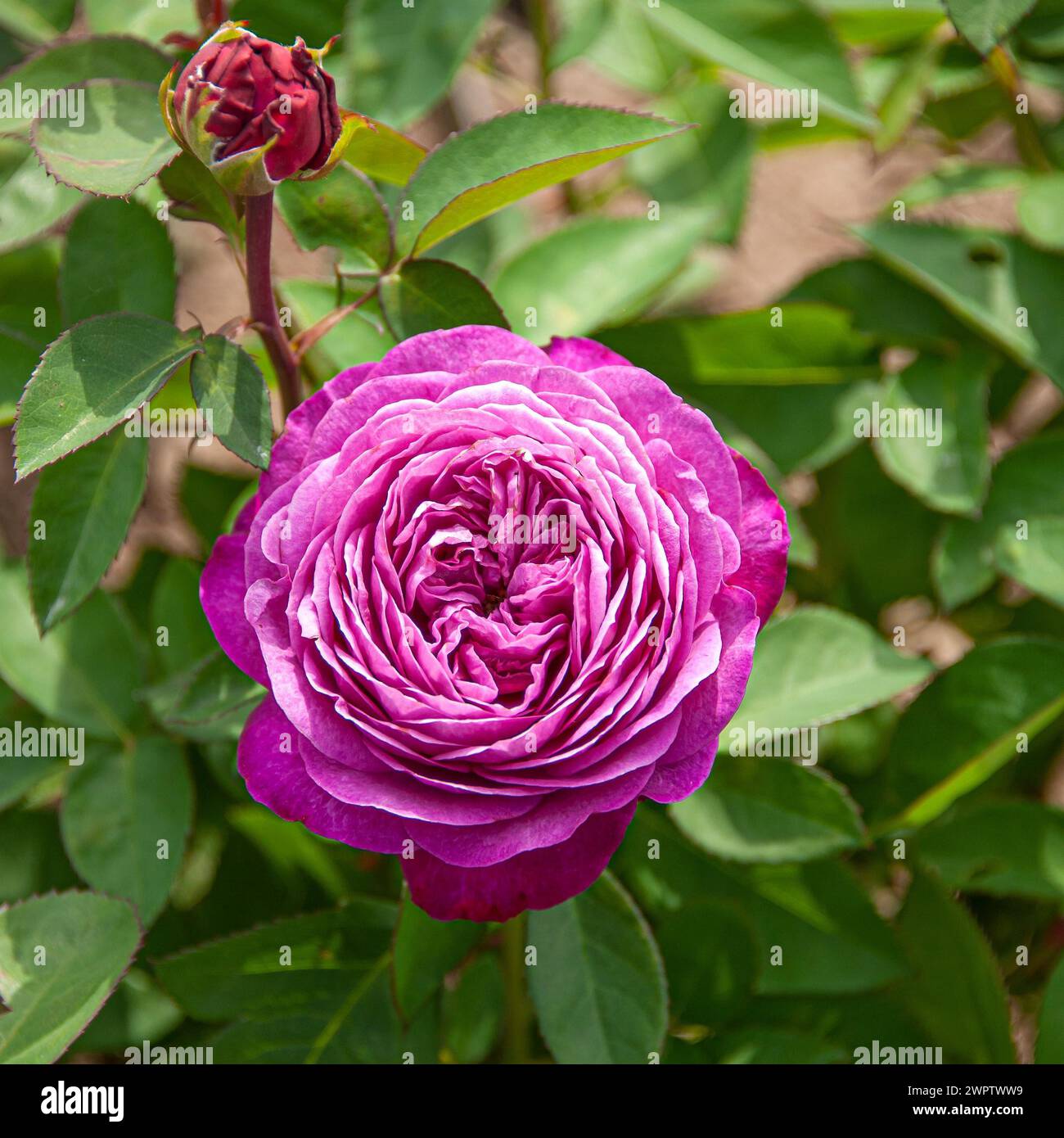 Bedding rose (Rosa HEIDI KLUM ROSE), Cambridge Botanical Garden ...