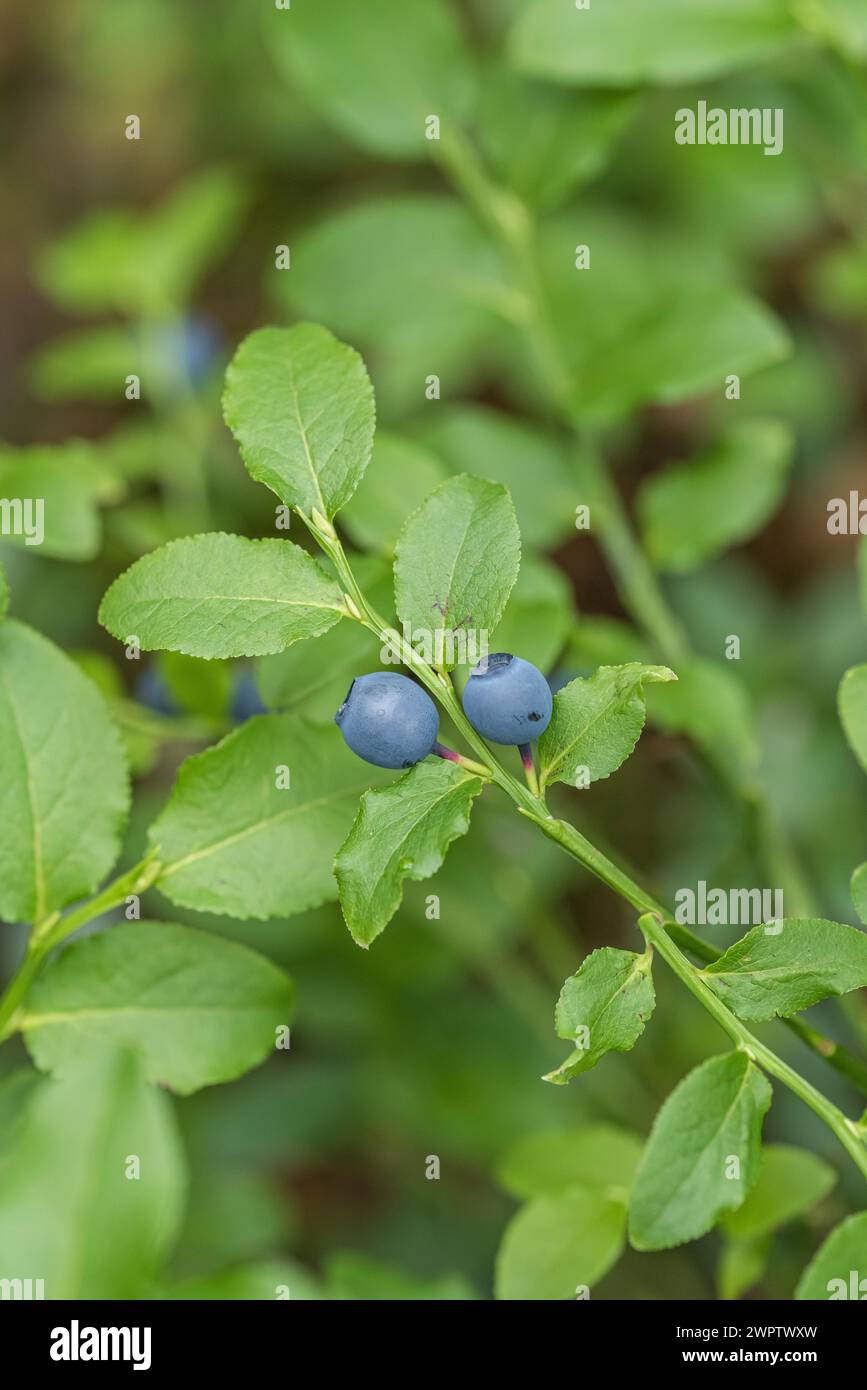 Forest european blueberry (Vaccinium myrtillus), Cambridge Botanical ...