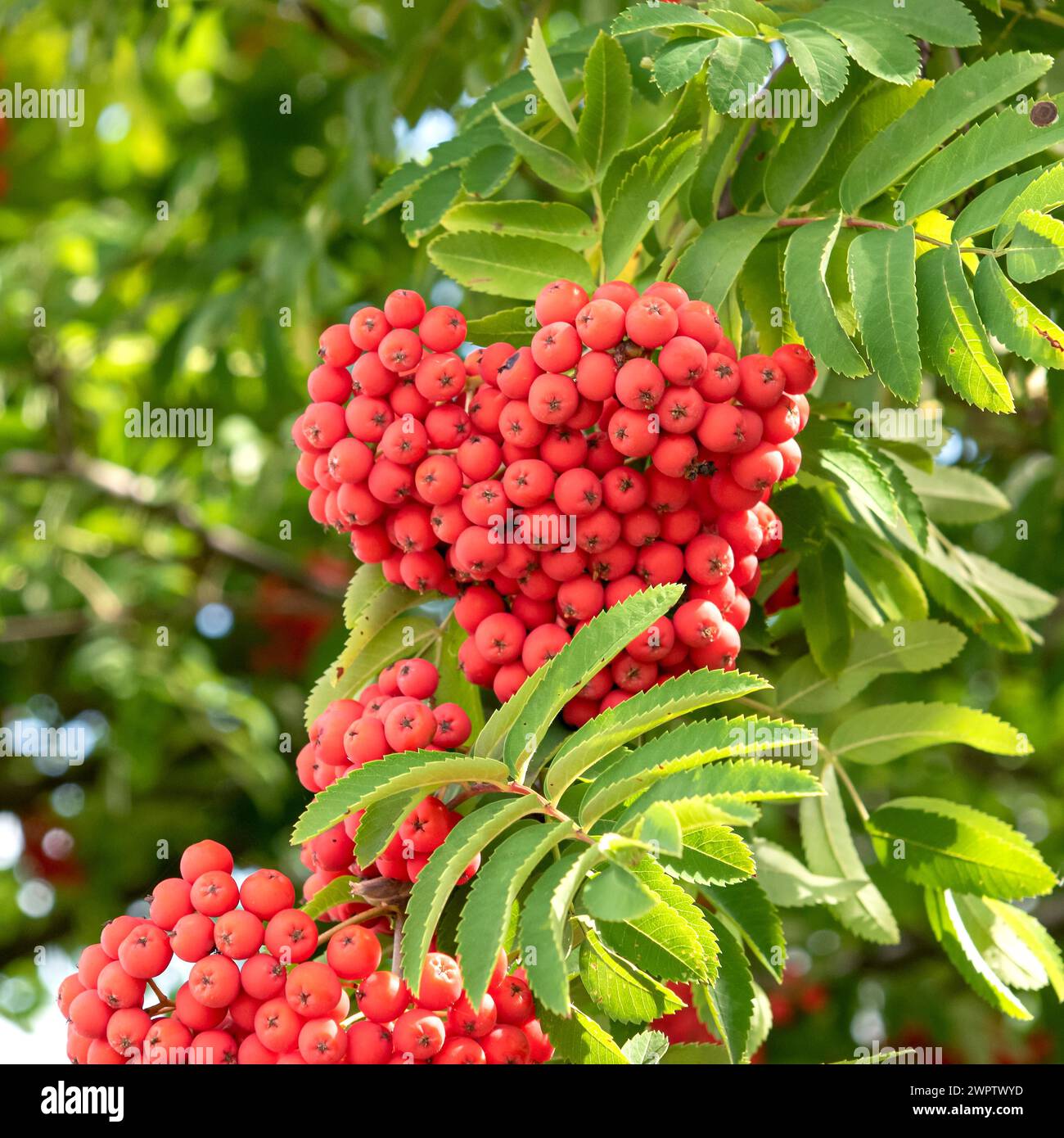 Sorbus aucuparia edulis hi-res stock photography and images - Alamy