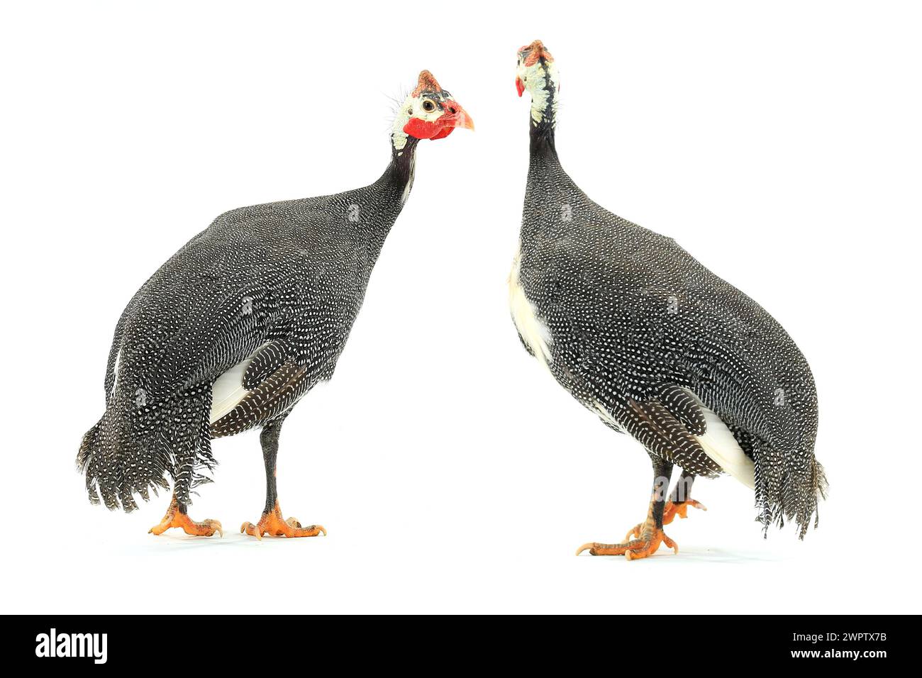 Guinea fowls (Numida meleagris) isolated on a white background in ...