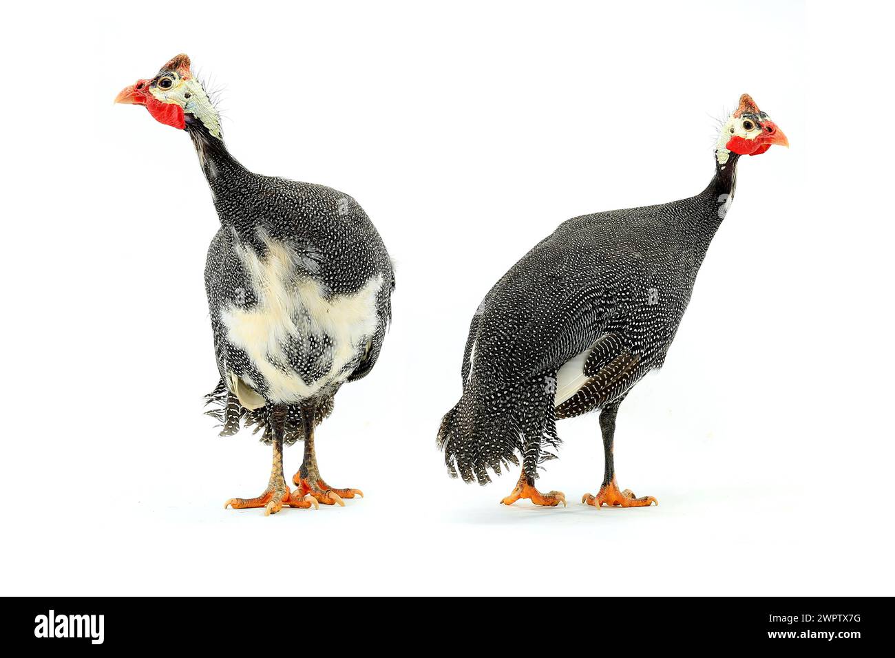 Guinea fowls (Numida meleagris) isolated on a white background in ...