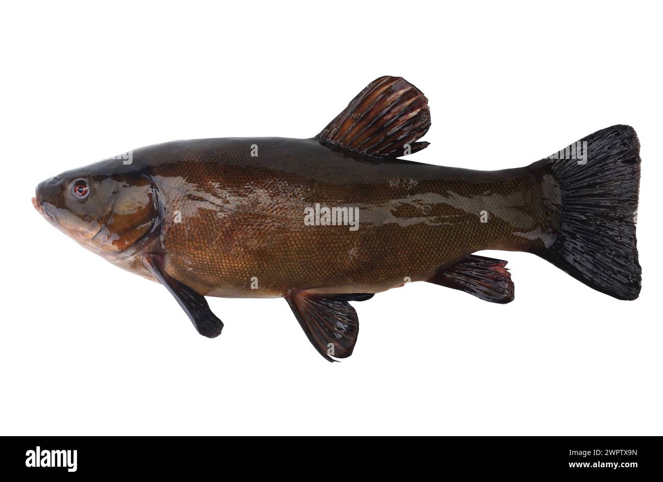flowing tench isolated on a white background Stock Photo - Alamy