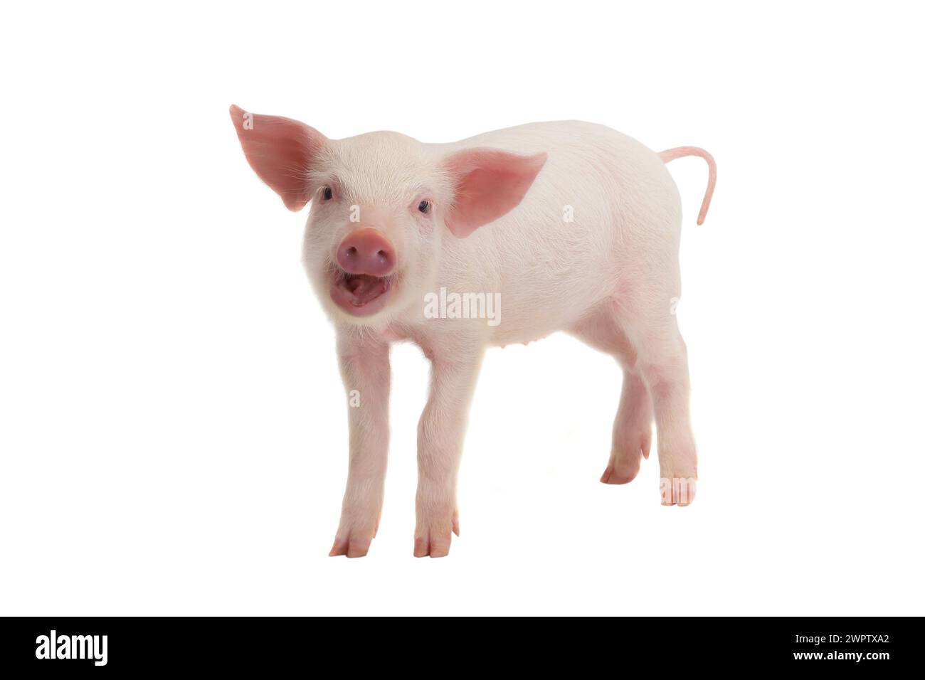 smile a pig with on a white background Stock Photo - Alamy