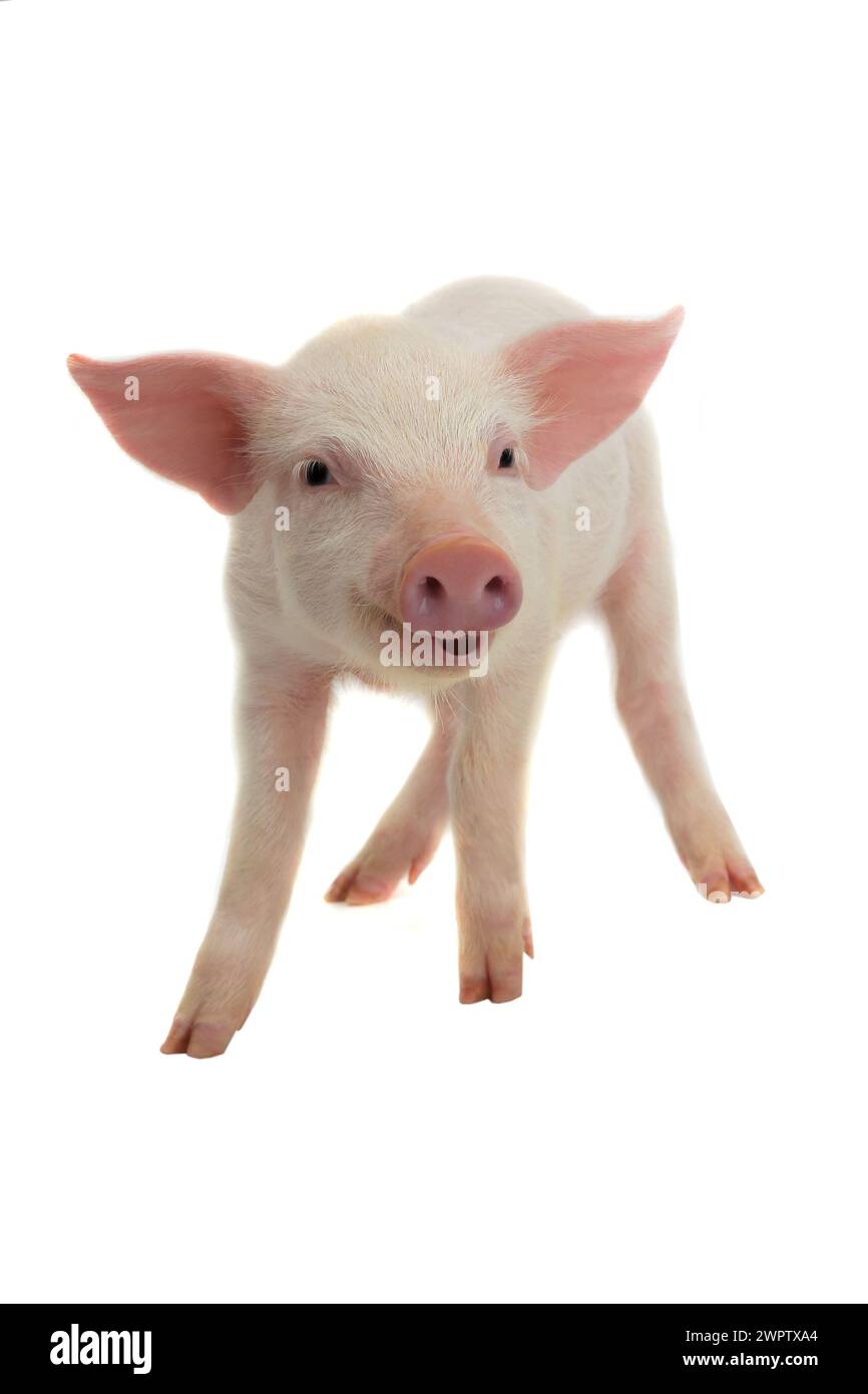 smile a pig with on a white background Stock Photo - Alamy