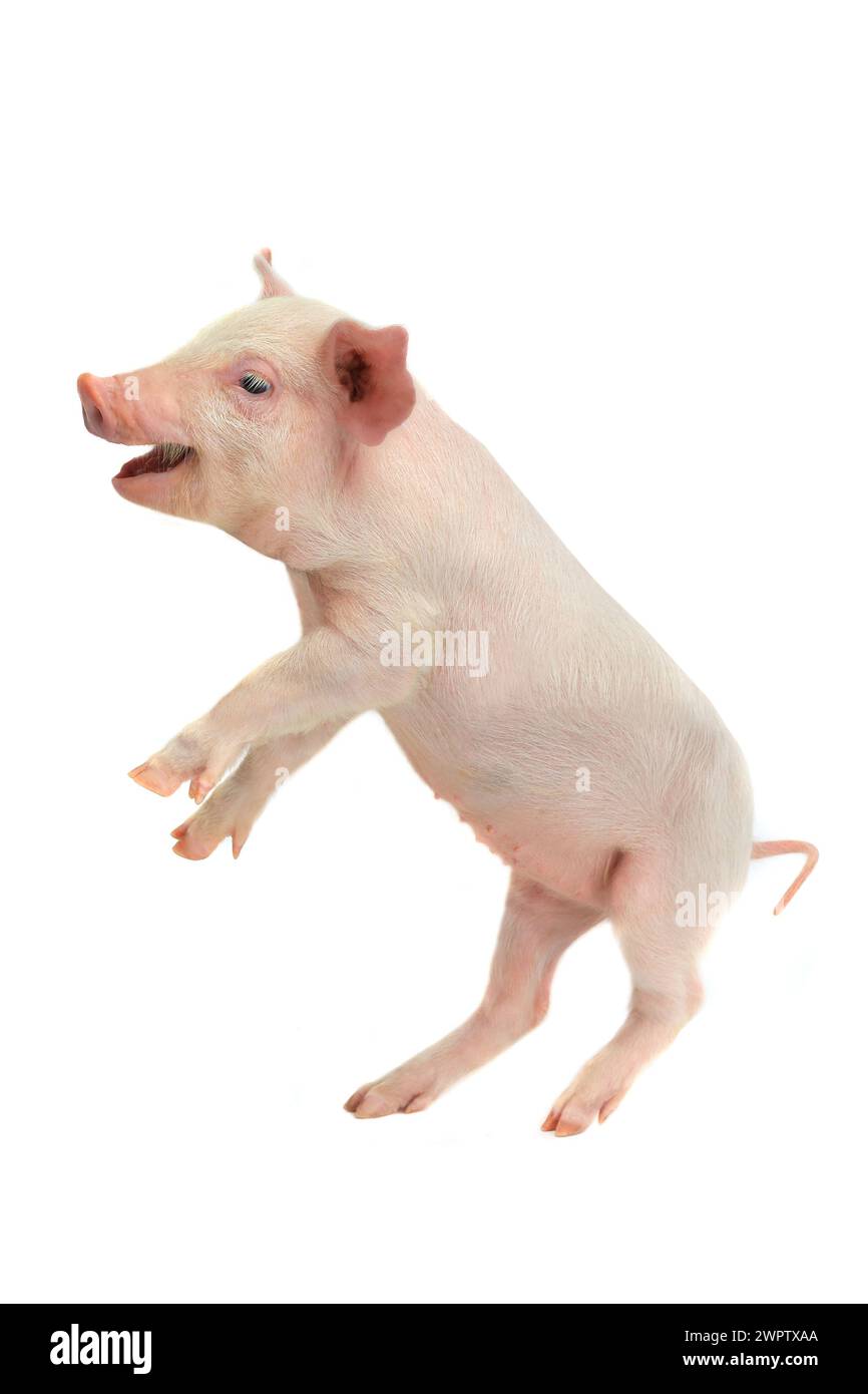 raised head pigs on a white background. studio Stock Photo - Alamy