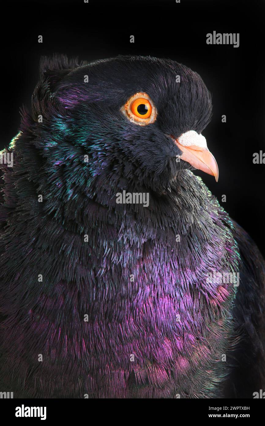 black pigeon on a black background Stock Photo - Alamy