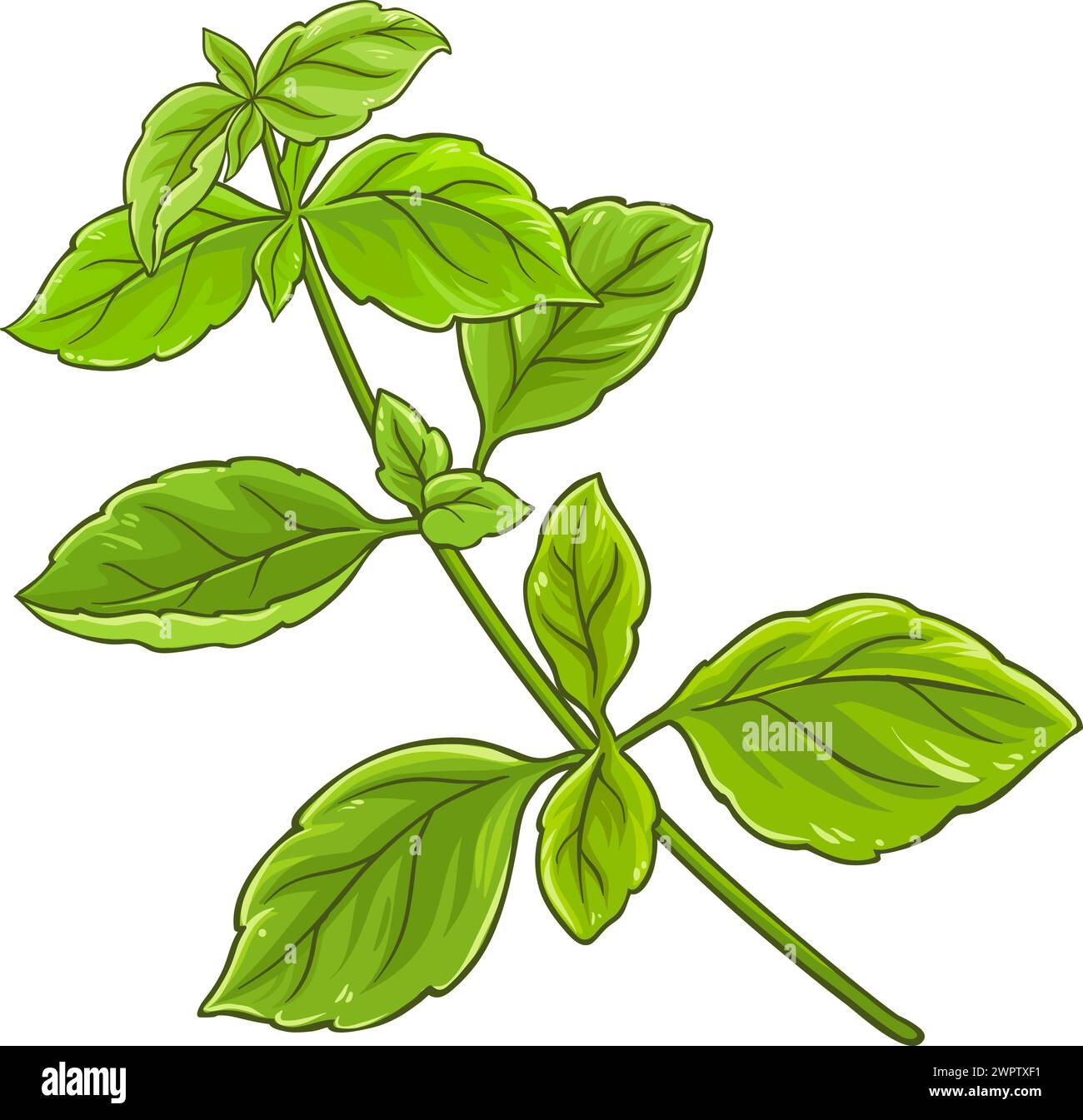 Green Basil Branch Colored Illustration Stock Vector Image & Art - Alamy