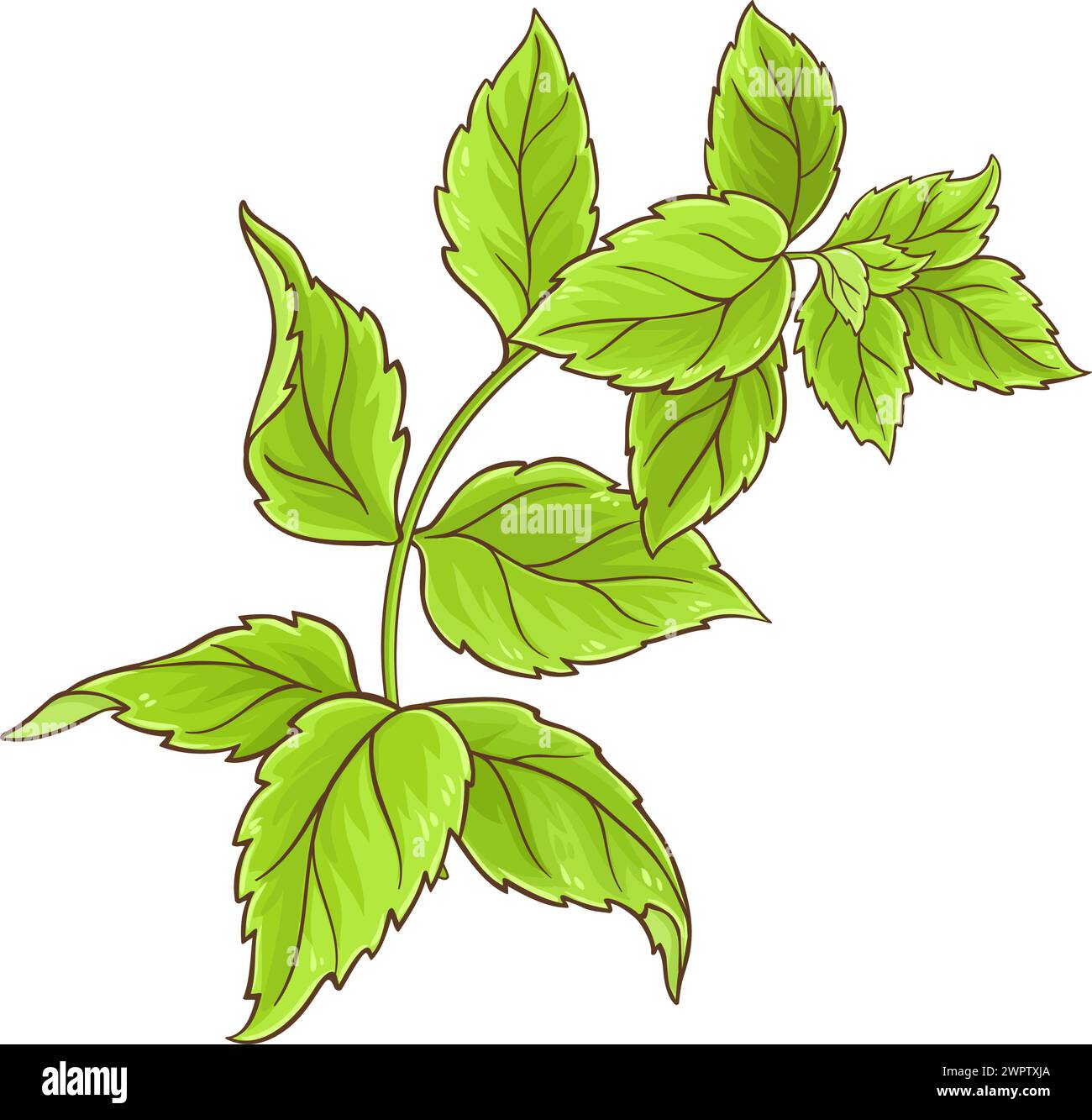 Peppermint Branch Leaves Colored Illustration Stock Vector Image & Art ...