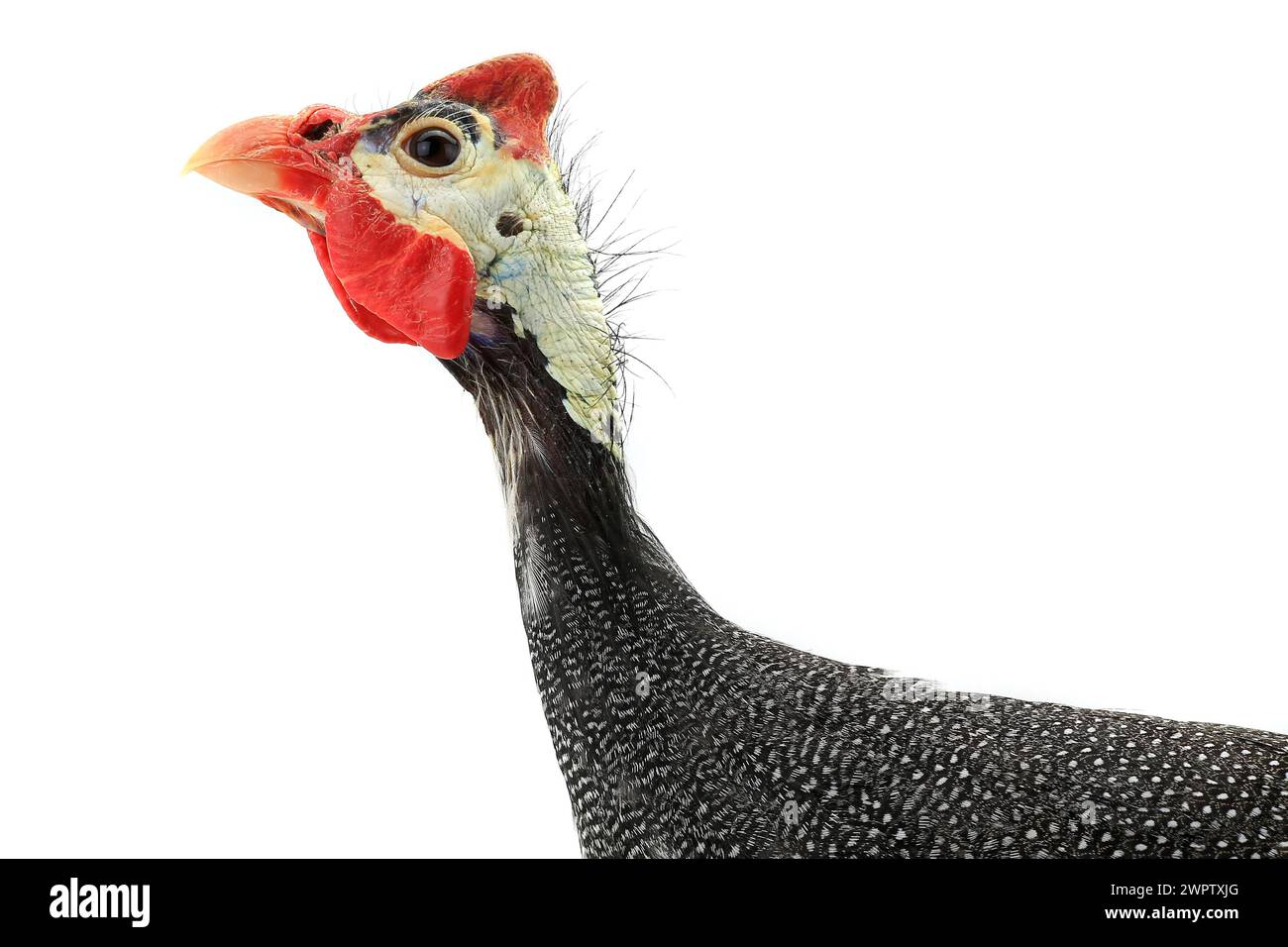 portrait Guinea fowls (Numida meleagris) isolated on a white background ...