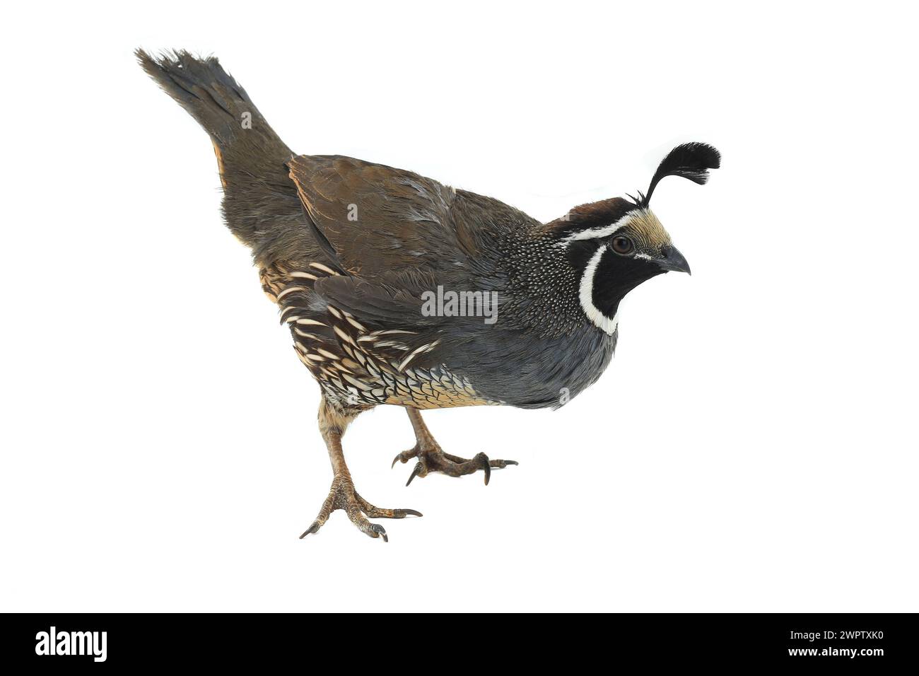 California Quail on a white background Stock Photo - Alamy
