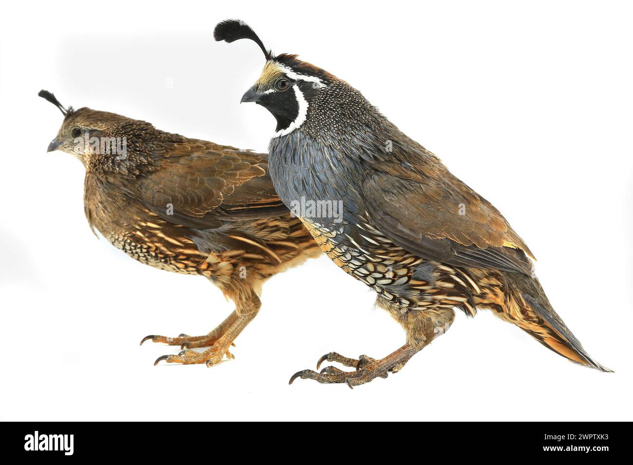 California Quail on a white background Stock Photo - Alamy