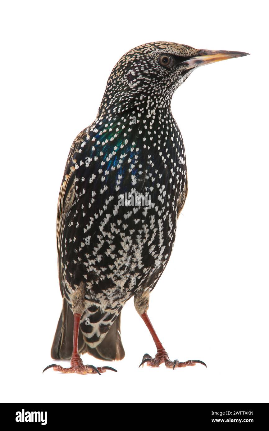 Starling (Sturnus vulgaris) isolated on white. Studio shot Stock Photo ...
