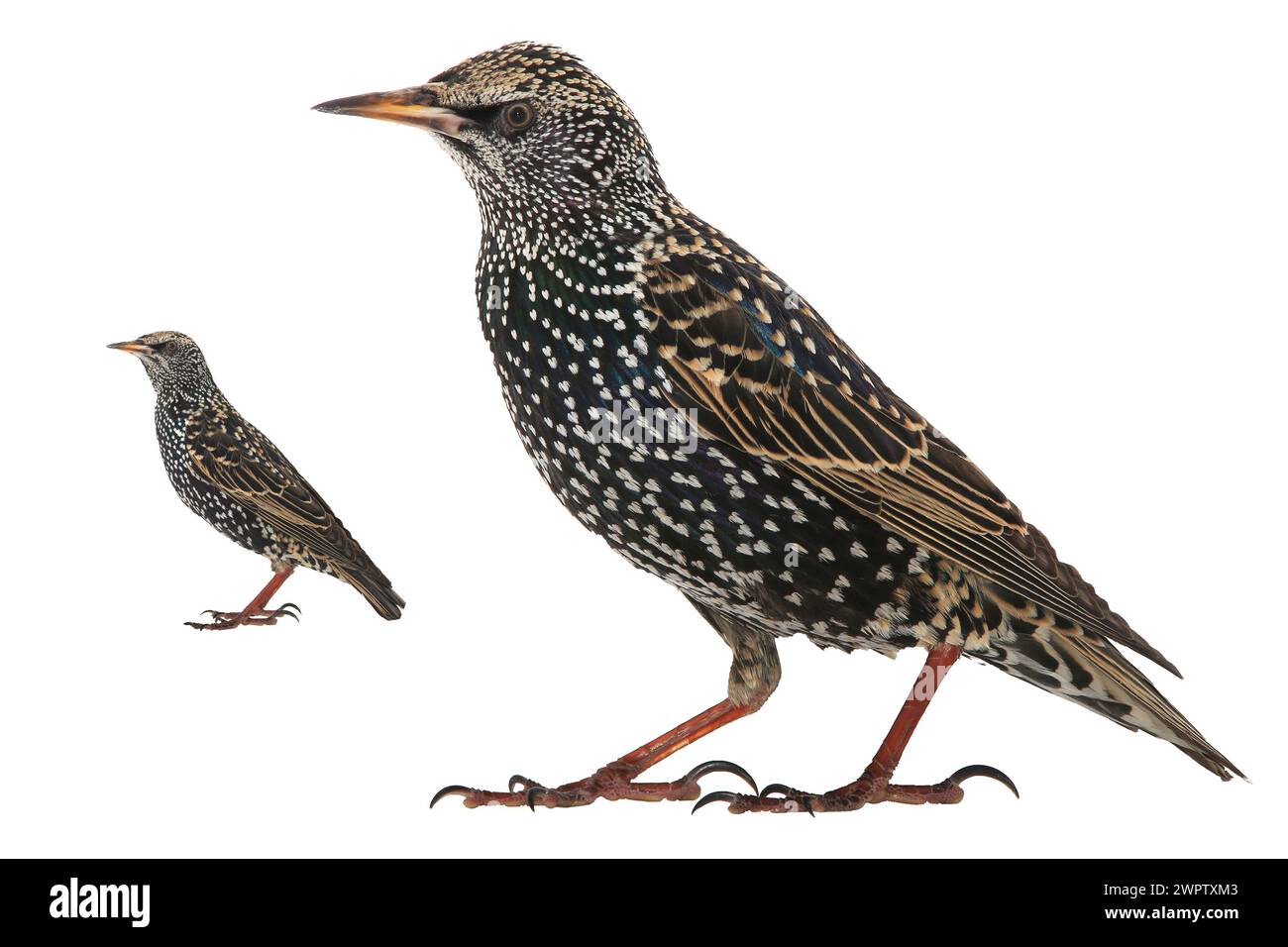 Starling (Sturnus vulgaris) isolated on white. Studio shot Stock Photo ...
