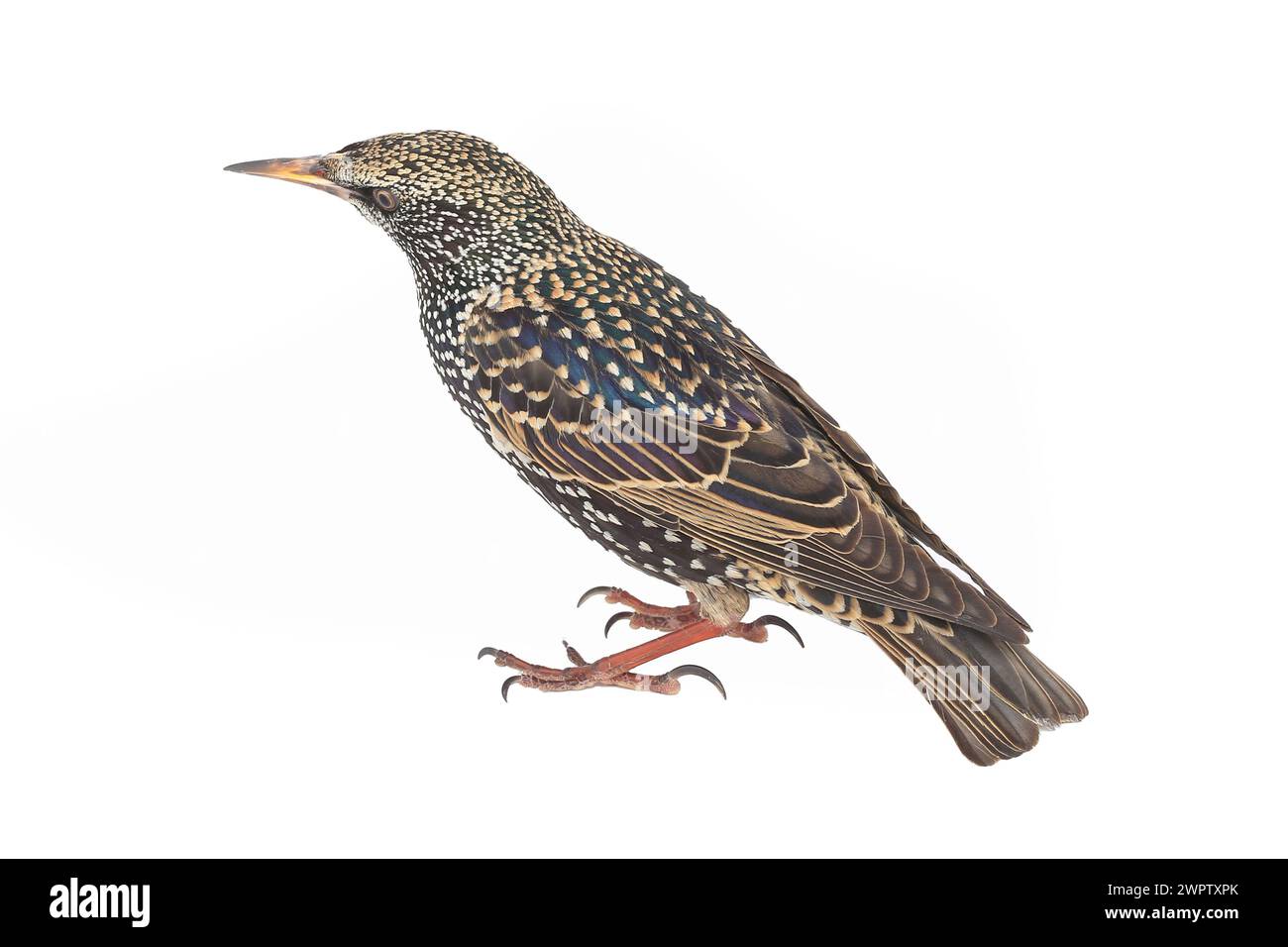 Starling (Sturnus vulgaris) isolated on white. Studio shot Stock Photo ...