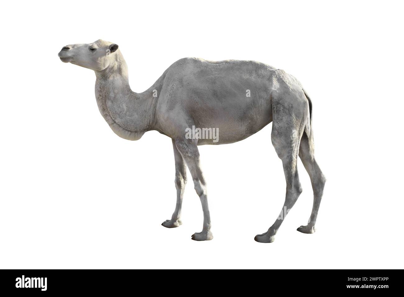 white camel isolated on a white background Stock Photo - Alamy