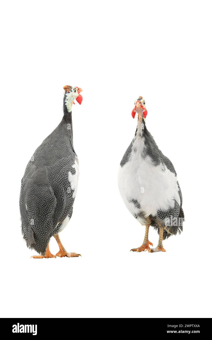 Guinea fowls (Numida meleagris) isolated on a white background in ...