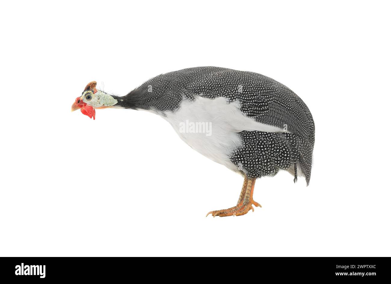 Guinea fowls (Numida meleagris) isolated on a white background in ...