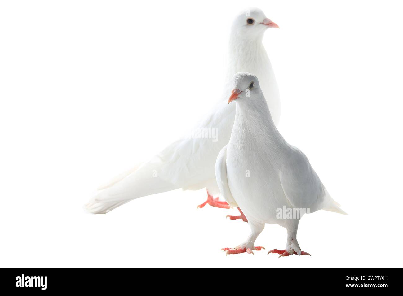 Two white pigeon on Cut Out Stock Images & Pictures - Alamy