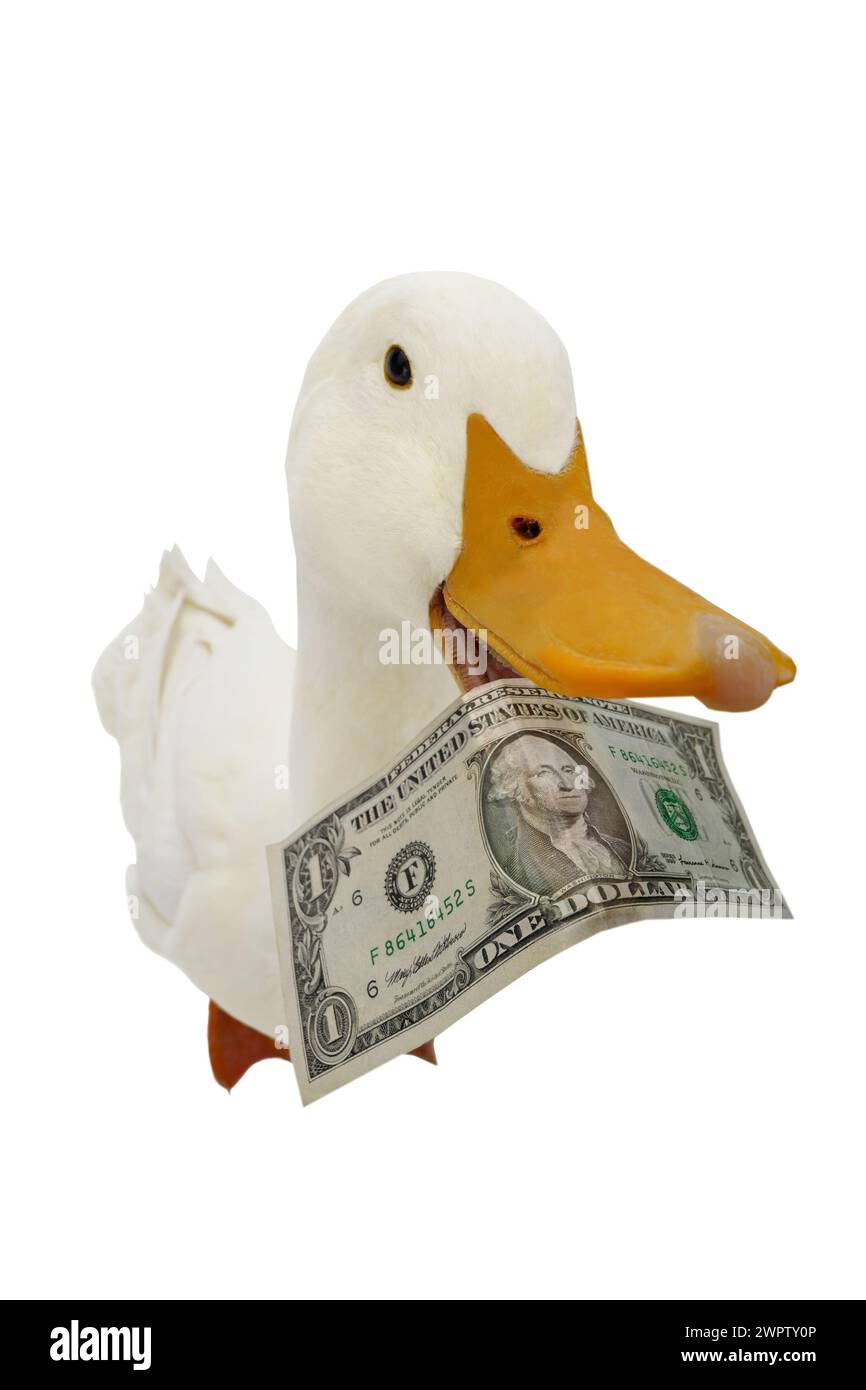 duck with one dollar note isolated on a white background Stock Photo ...