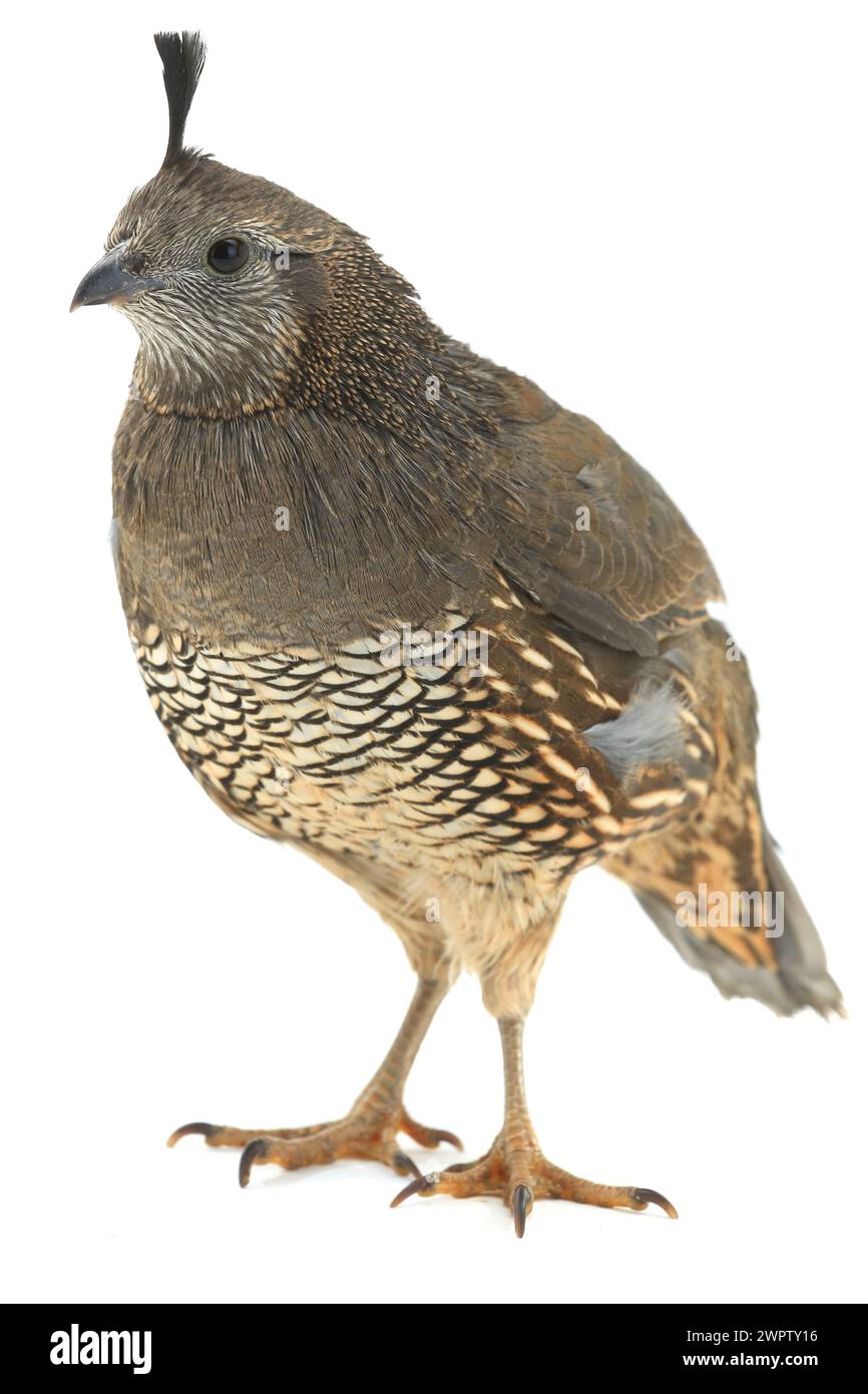 female California Quail on a white background Stock Photo - Alamy