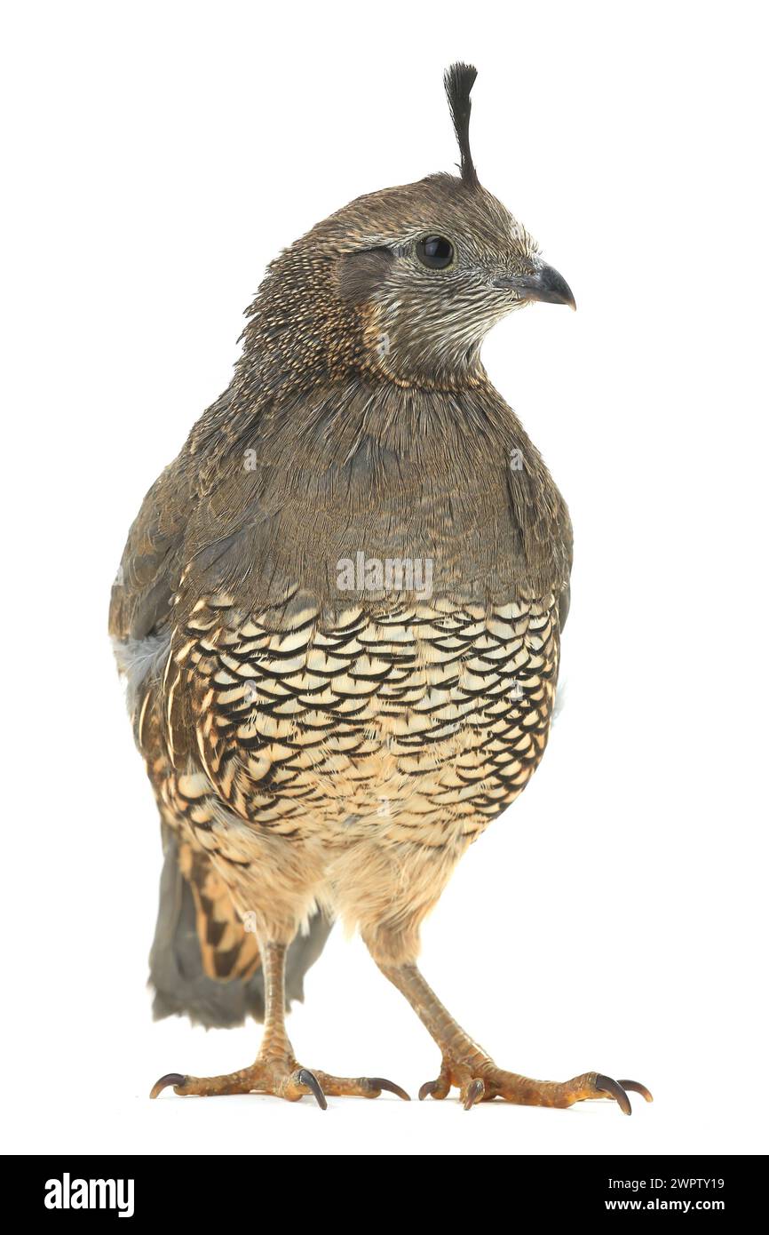 female California Quail on a white background Stock Photo - Alamy