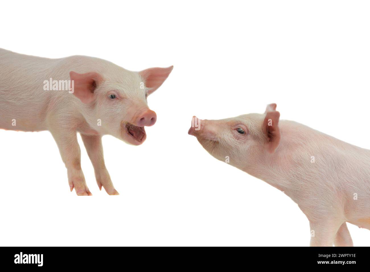Two pig hi-res stock photography and images - Alamy