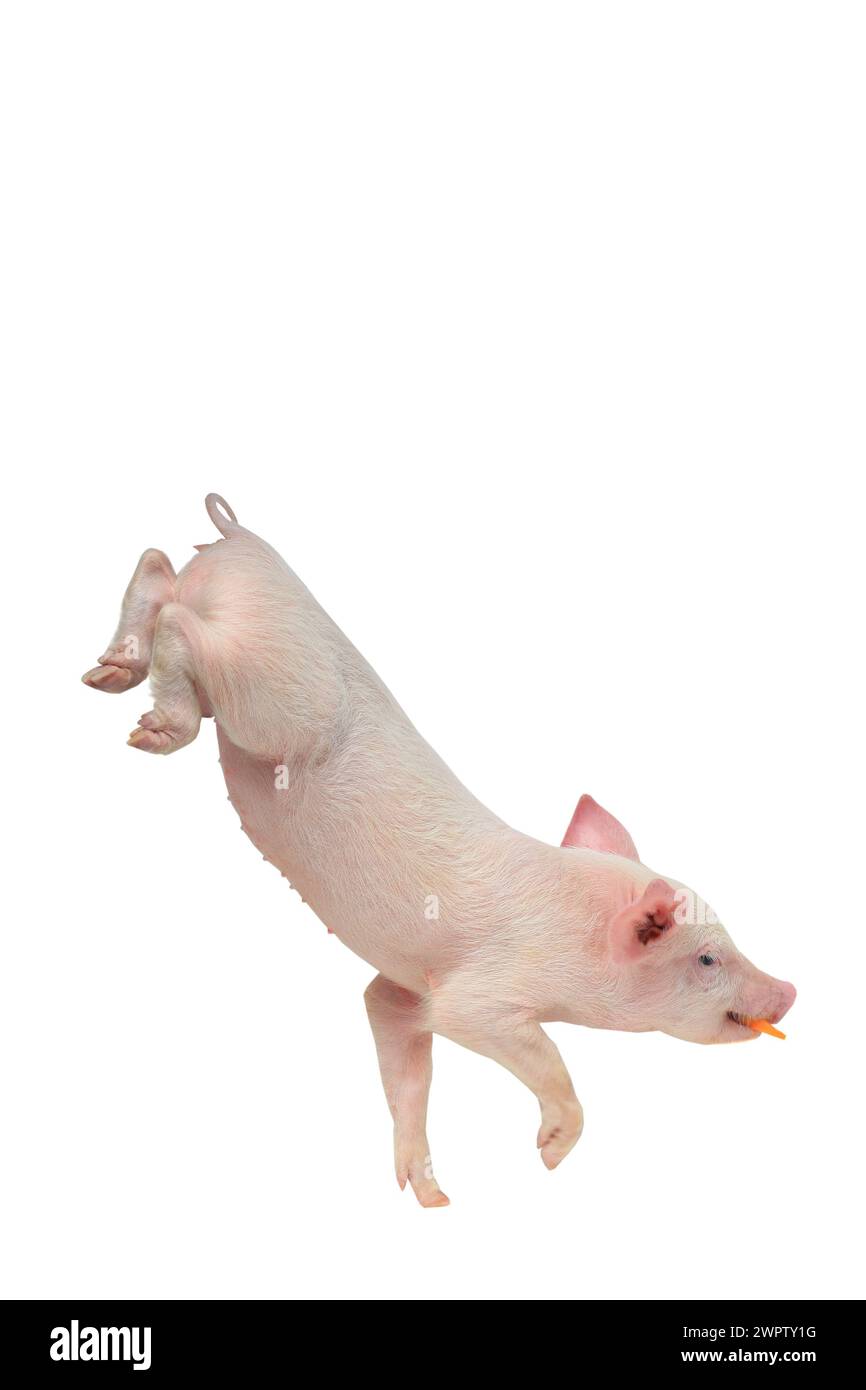 pig going on forepaws on a white background. studio Stock Photo - Alamy