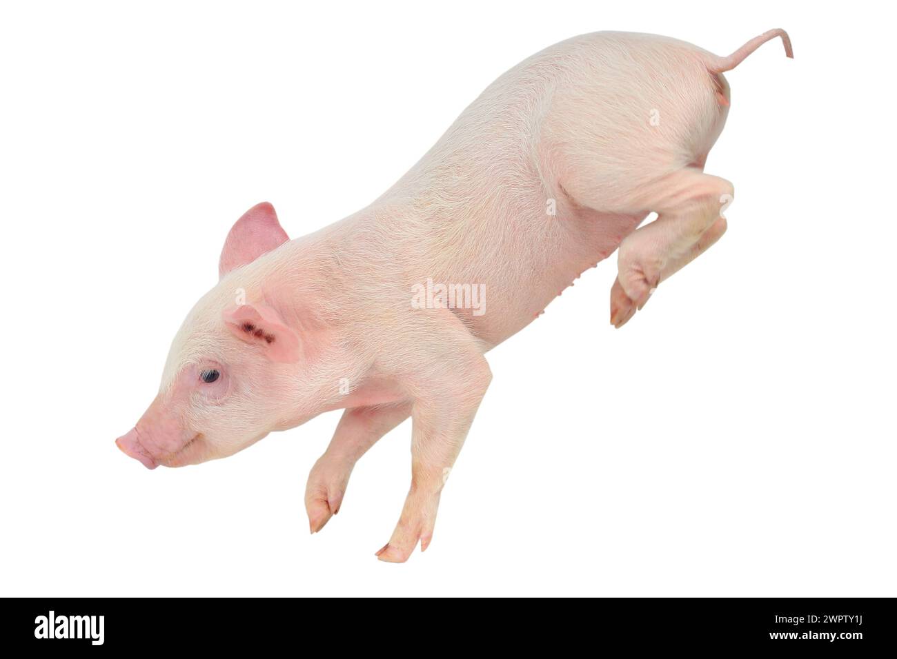 pig going on forepaws on a white background. studio Stock Photo - Alamy