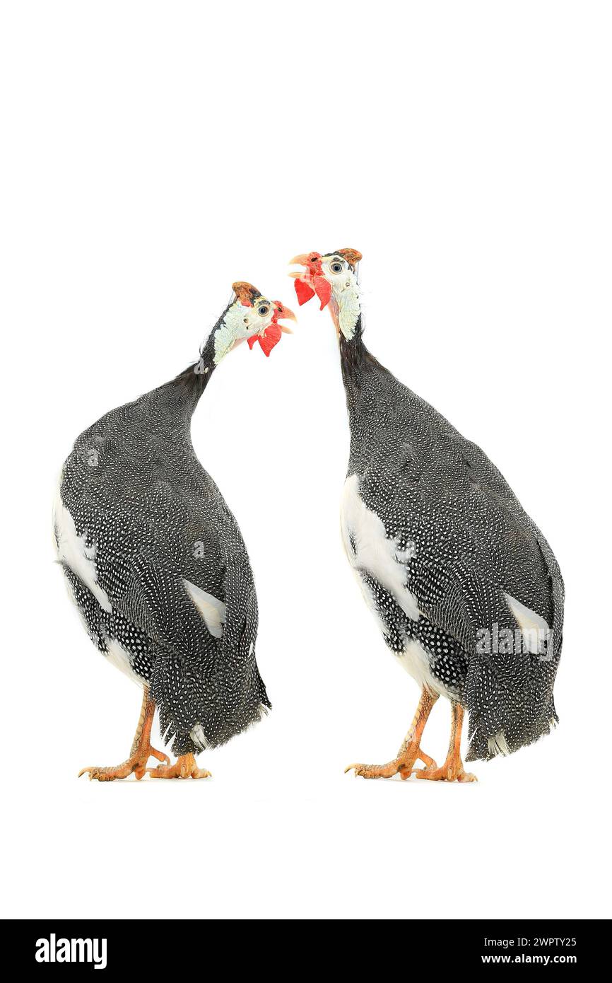 Guinea fowls (Numida meleagris) isolated on a white background in ...