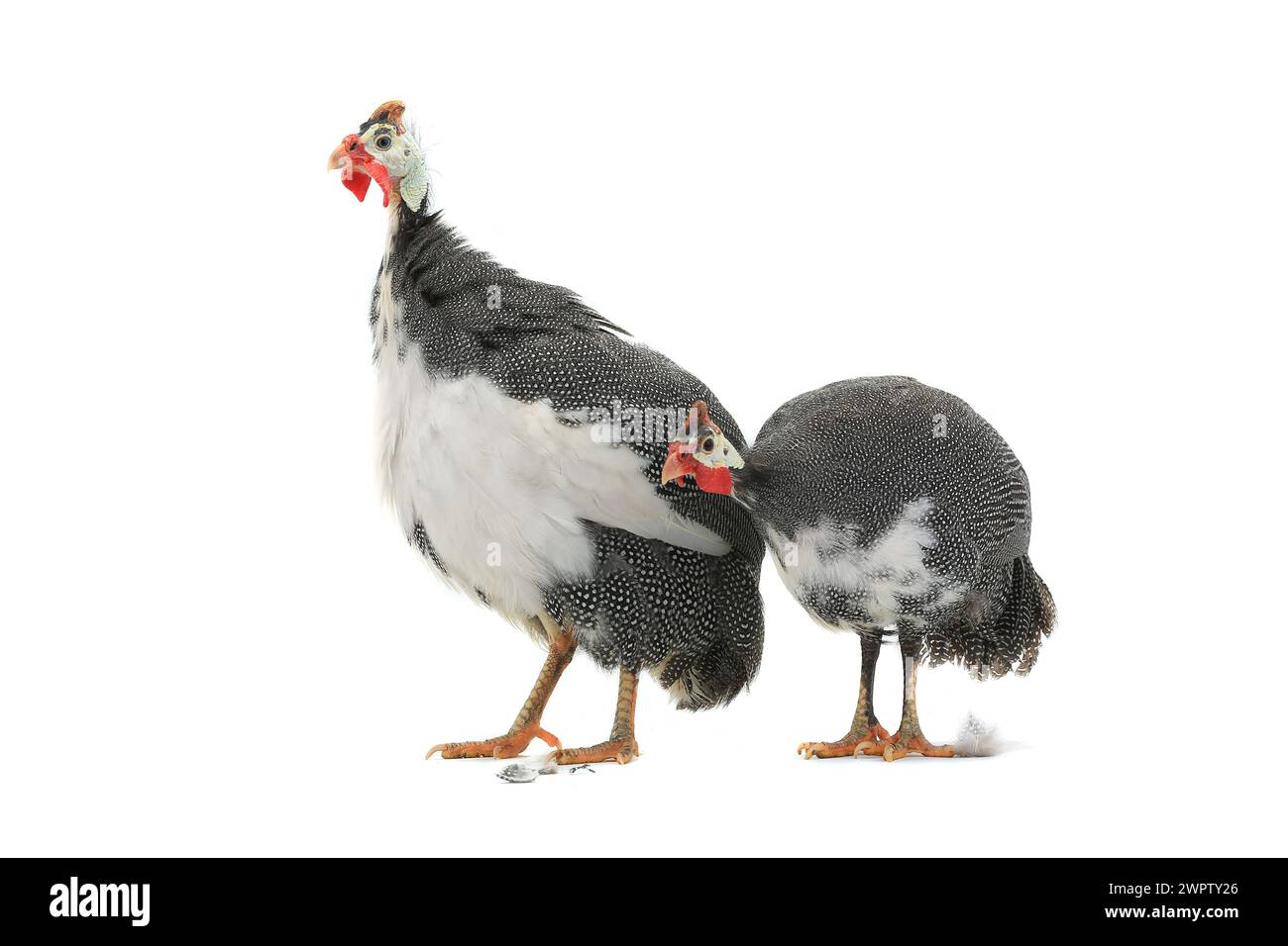 Guinea fowls (Numida meleagris) isolated on a white background in ...
