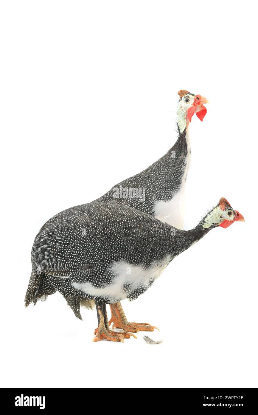Guinea fowls (Numida meleagris) isolated on a white background in ...