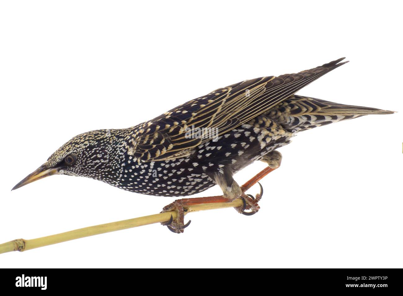 Starling (Sturnus vulgaris) isolated on white. Studio shot Stock Photo ...