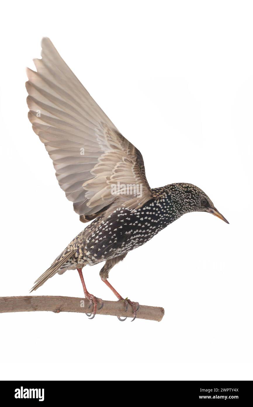 Starling with spread wings isolated on white. Studio Stock Photo - Alamy