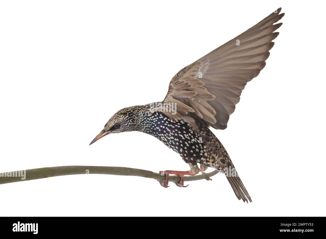Starling with spread wings isolated on white. Studio Stock Photo - Alamy